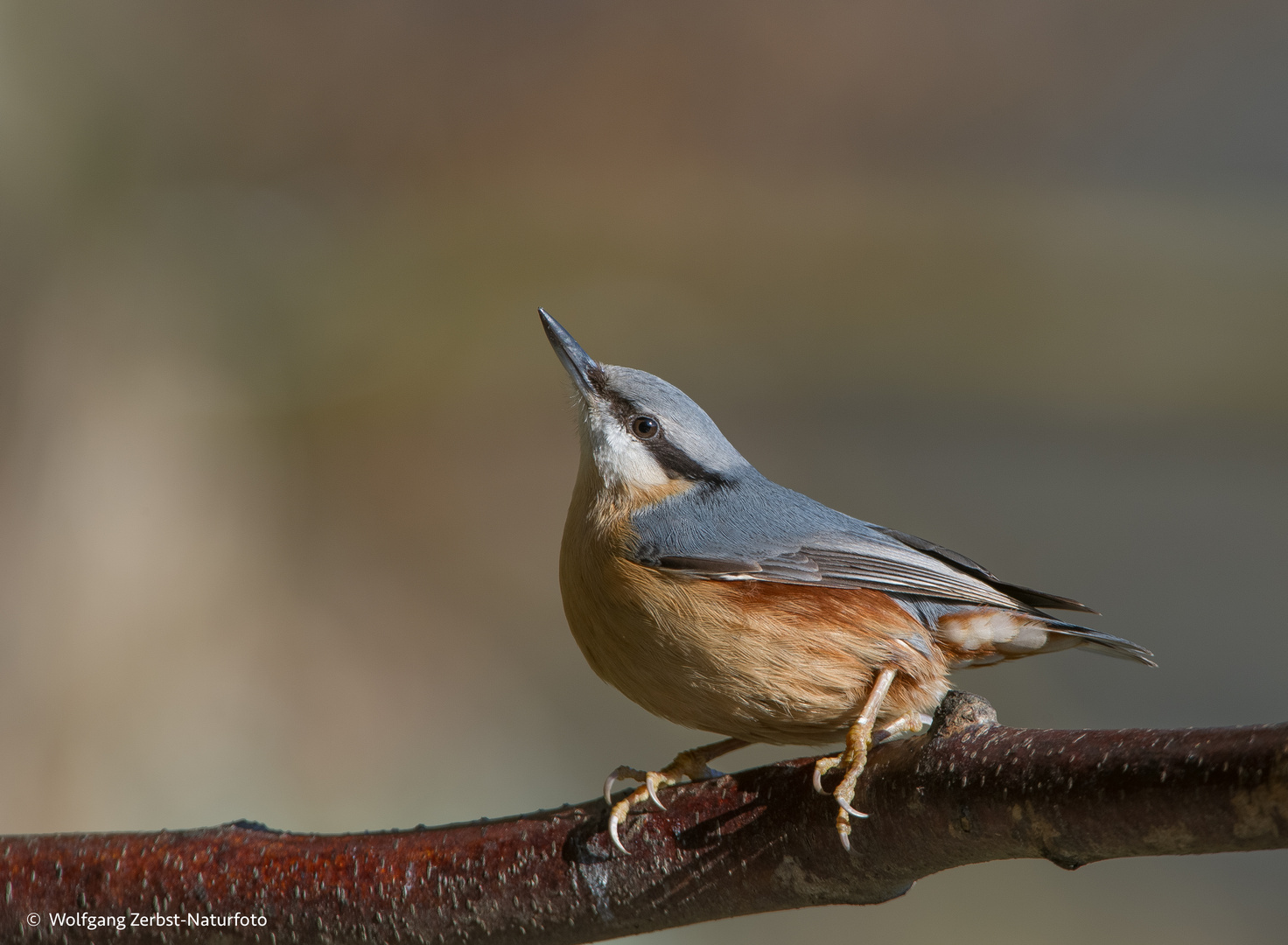 Kleiber 1 --- Foto & Bild | fotos, winter, frühling Bilder auf ...