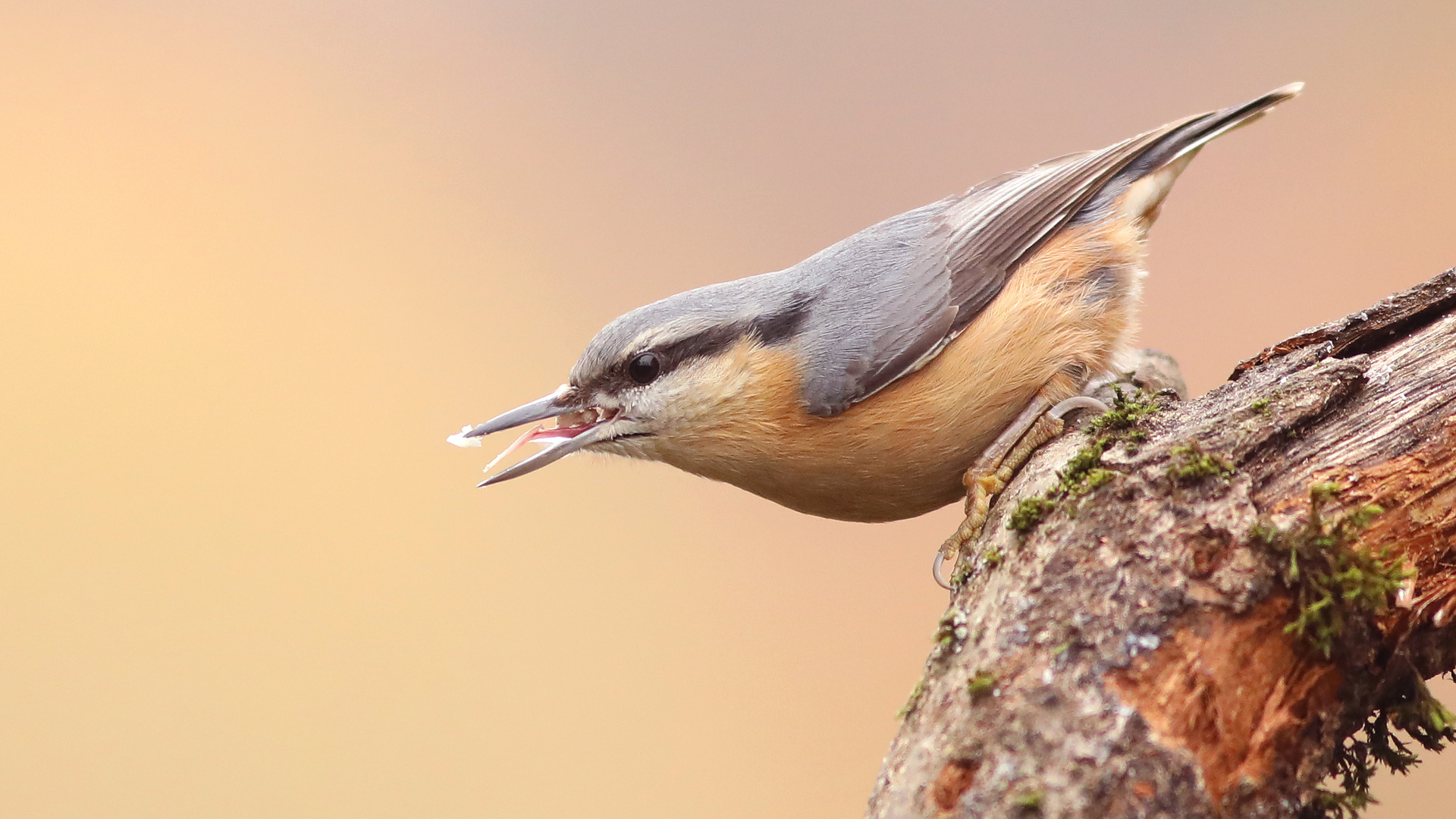 KLEIBER ... Foto & Bild | tiere, wildlife, wild lebende vögel Bilder ...