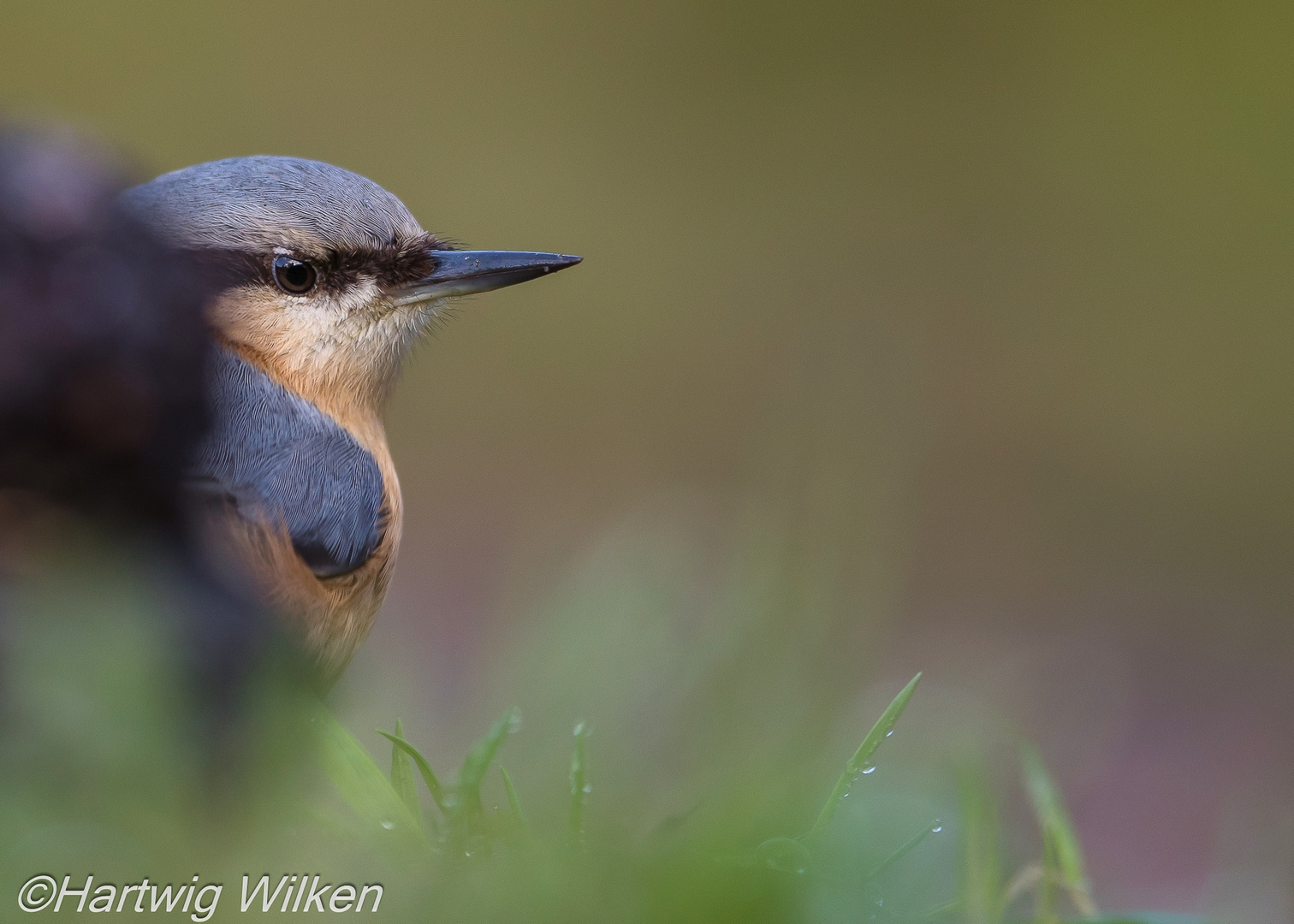 Kleiber Foto & Bild | tiere, wildlife, wild lebende vögel Bilder auf ...