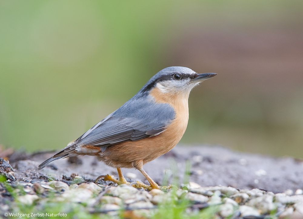 -- Kleiber 2 -- Foto & Bild | fotos, world, natur Bilder auf fotocommunity