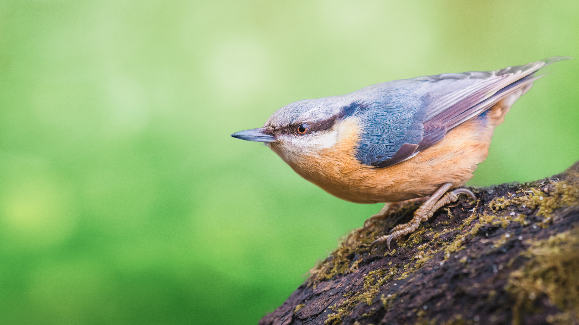 Kleiber Foto & Bild | tiere, wildlife, wild lebende vögel Bilder auf ...