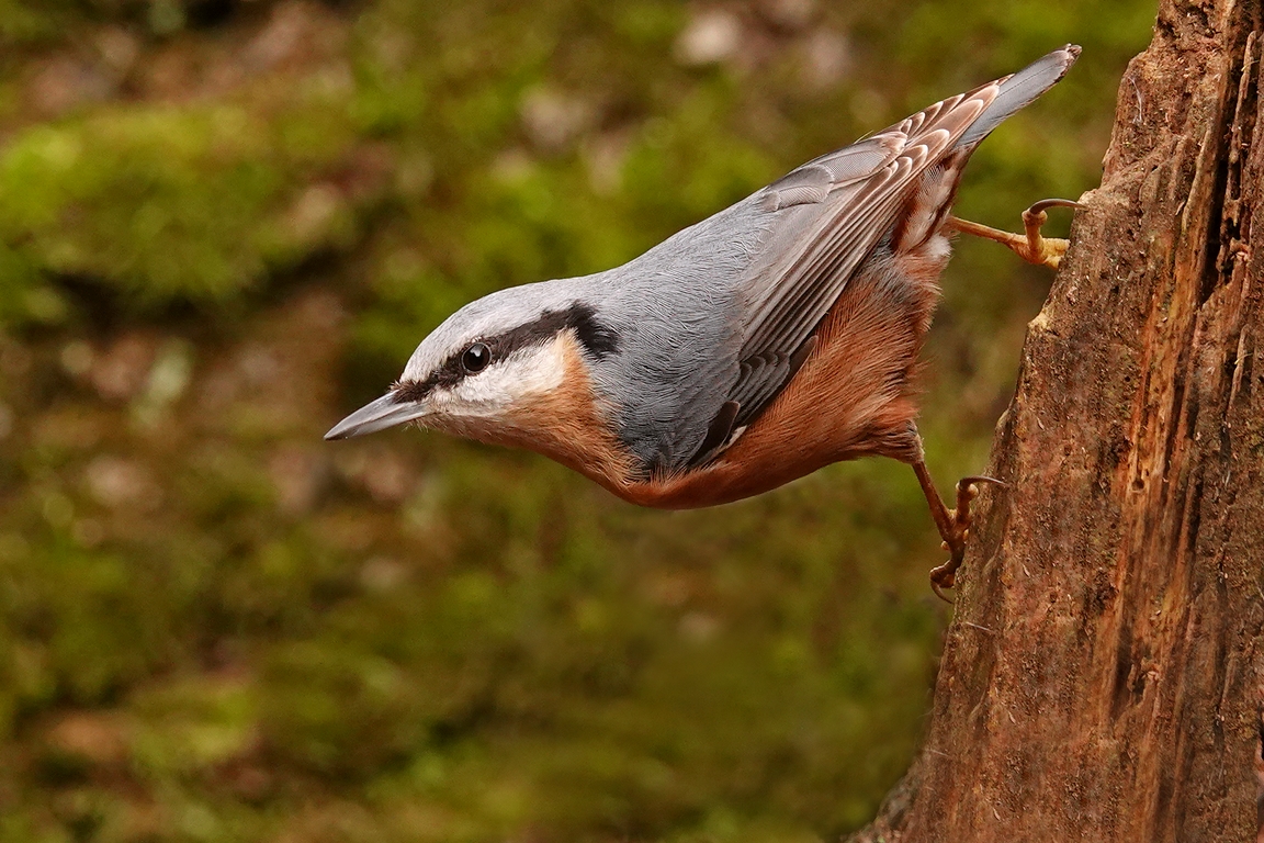 Kleiber Foto & Bild | natur, tiere, wildlife Bilder auf fotocommunity
