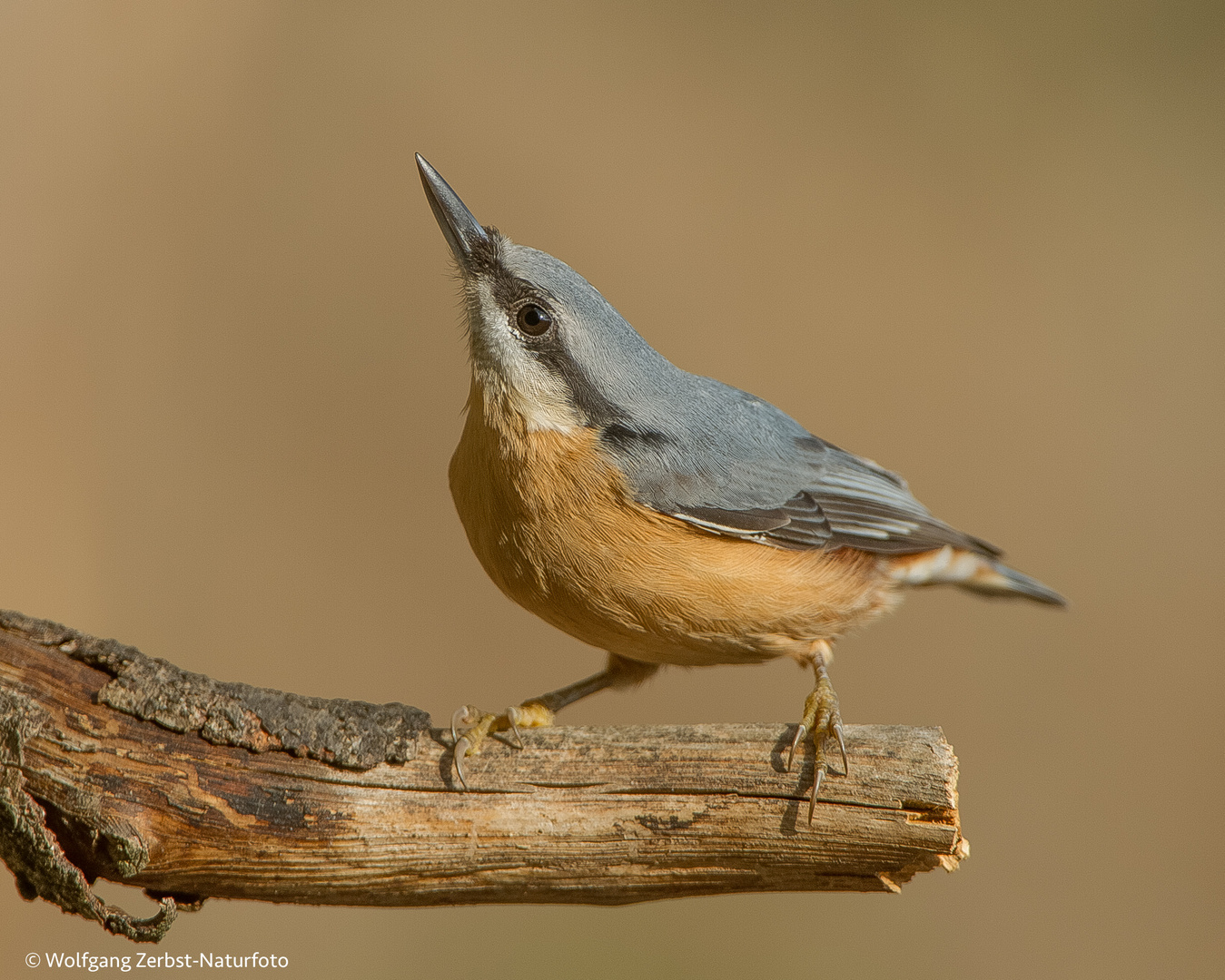 -- Kleiber 3 -- Foto & Bild | fotos, world, natur Bilder auf fotocommunity