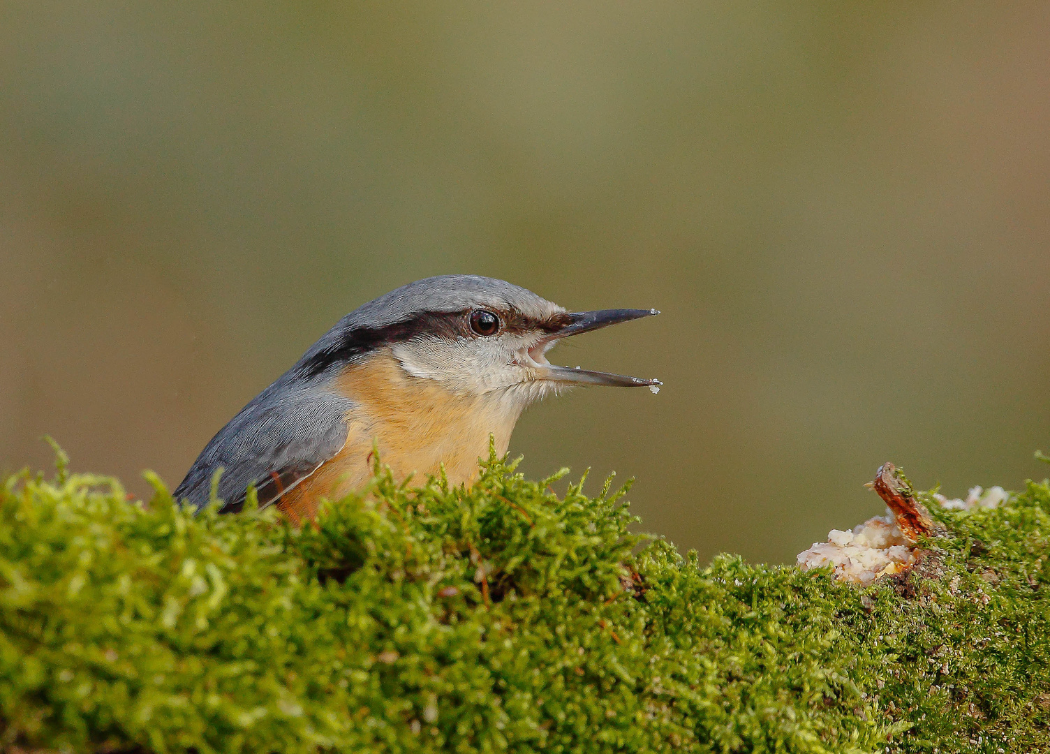 Kleiber Foto & Bild | natur, vögel, wildlife Bilder auf fotocommunity