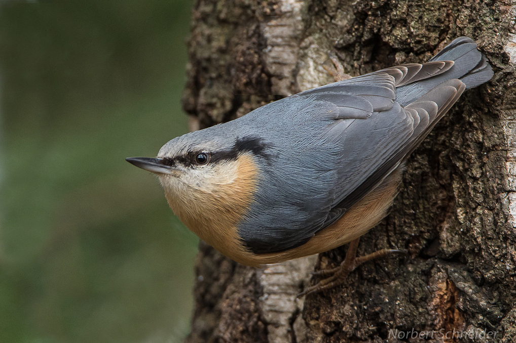 Kleiber Foto & Bild | tiere, wildlife, wild lebende vögel Bilder auf ...