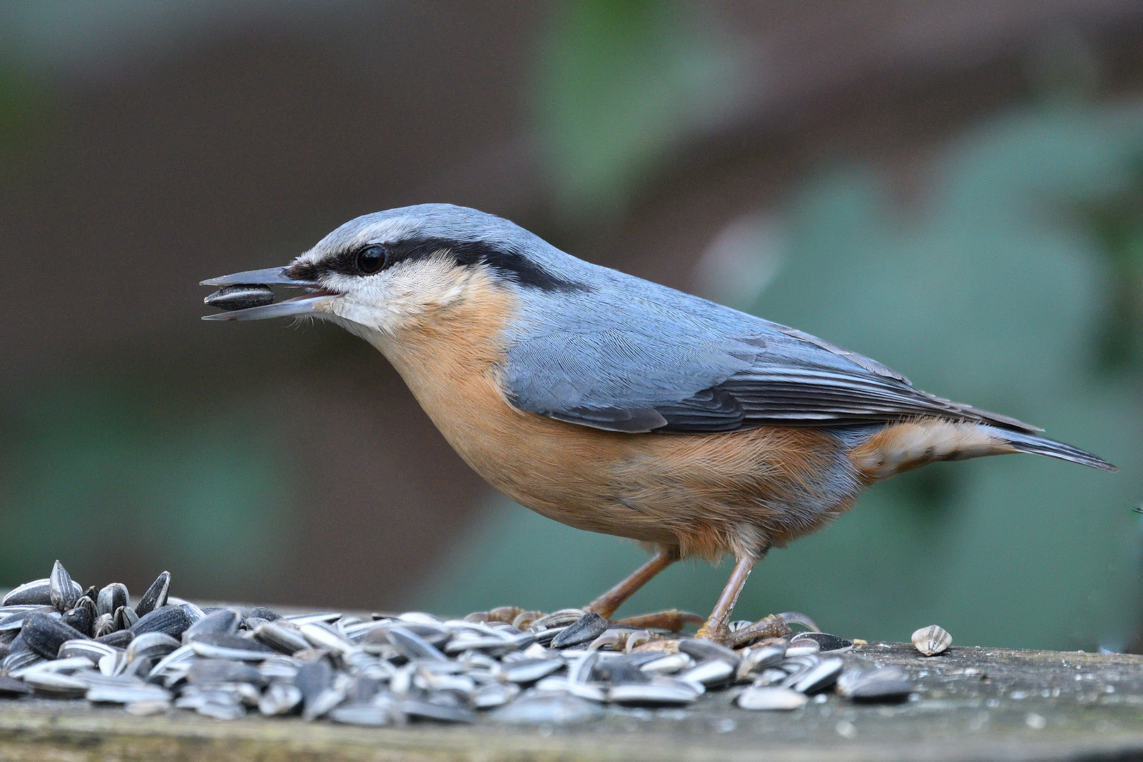 Kleiber Foto & Bild | vögel wildlife, natur, tiere Bilder auf fotocommunity