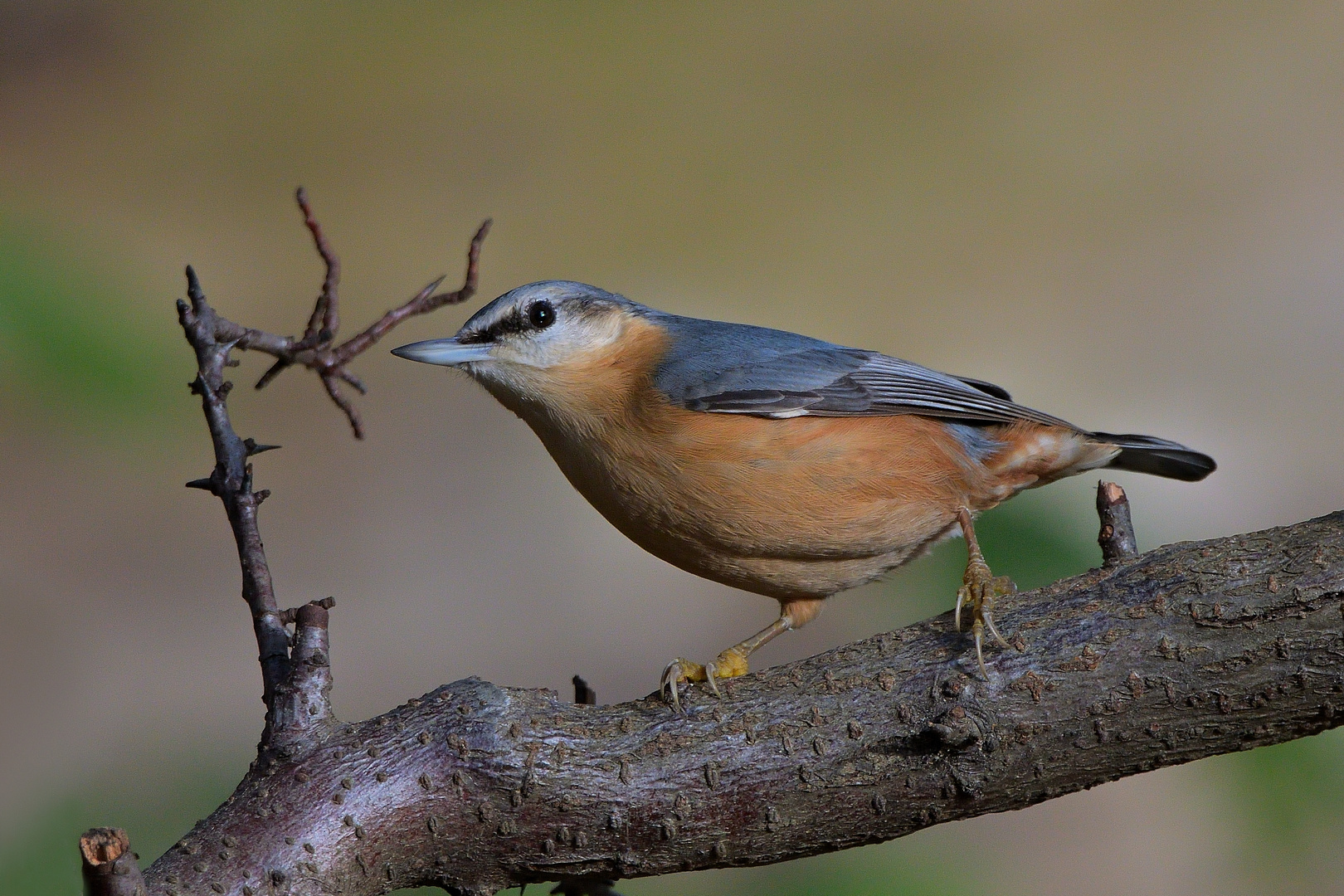 Kleiber Foto & Bild | tiere, wildlife, wild lebende vögel Bilder auf ...