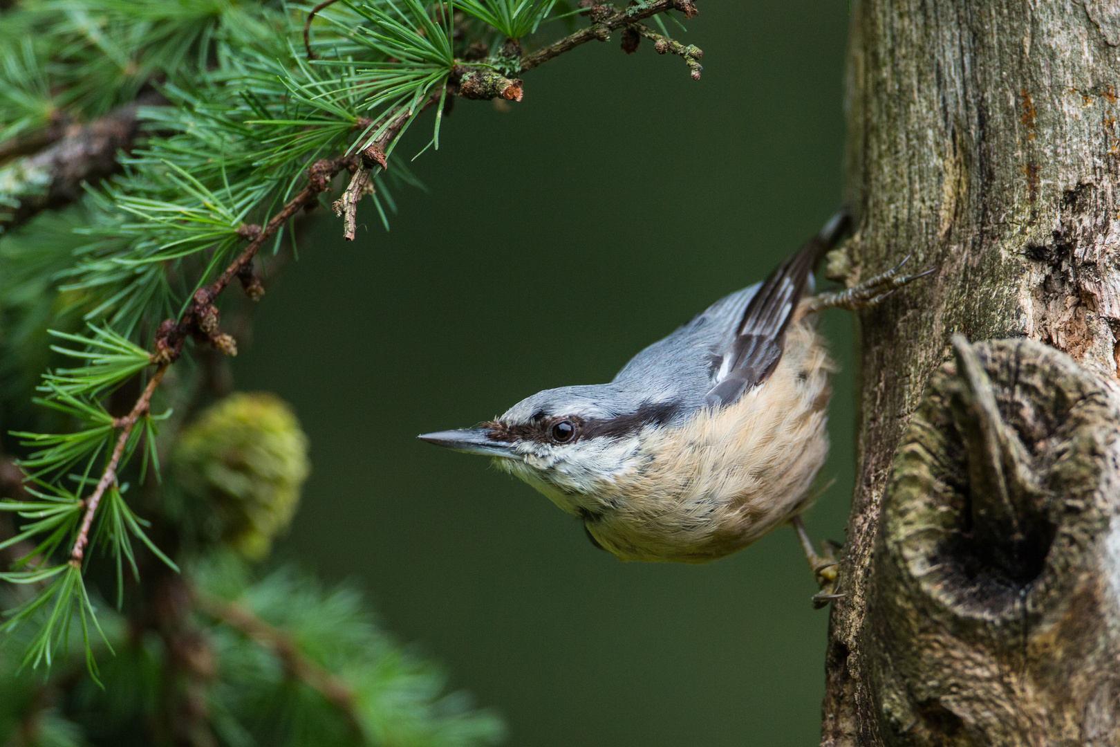 Kleiber... Foto & Bild | tiere, wildlife, wild lebende vögel Bilder auf ...