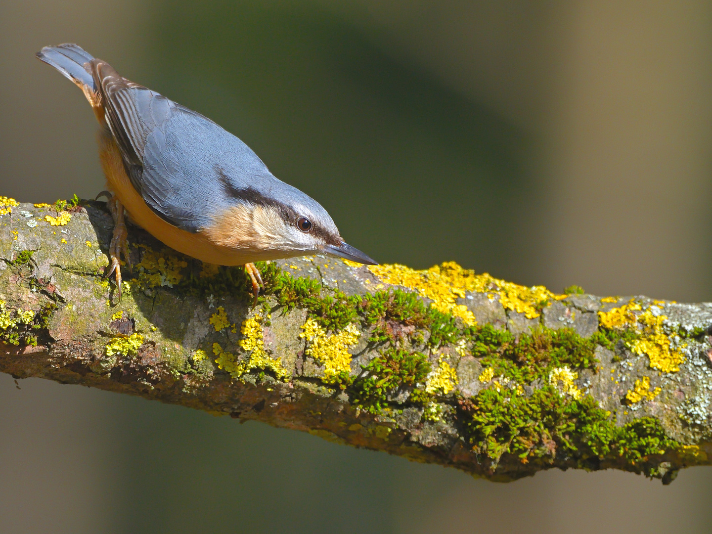 Kleiber Foto & Bild | tiere, wildlife, wild lebende vögel Bilder auf ...