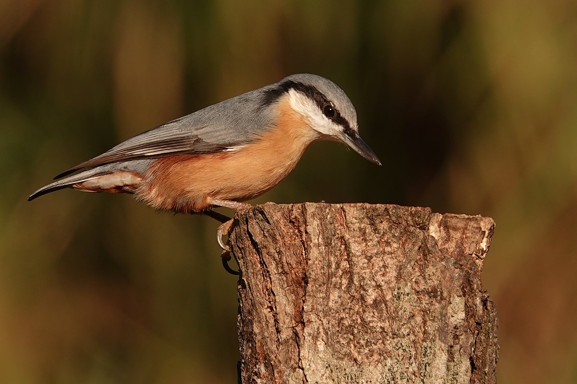 Kleiber Foto & Bild | natur, vogel, tiere Bilder auf fotocommunity
