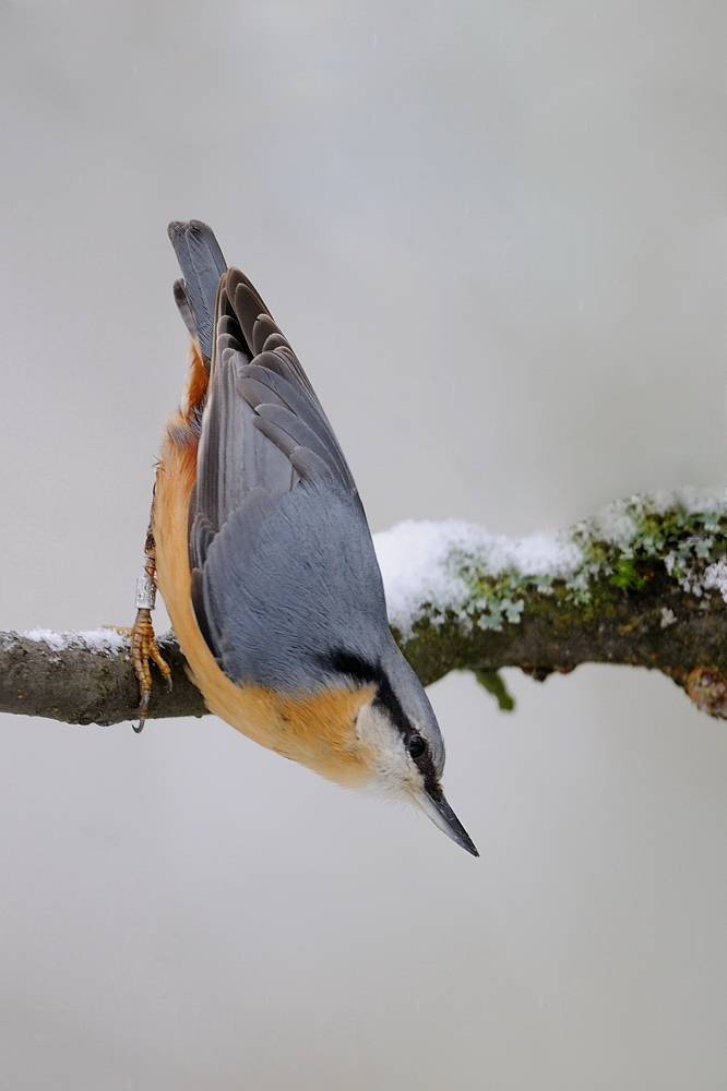 Kleiber Foto & Bild | tiere, wildlife, wild lebende vögel Bilder auf ...