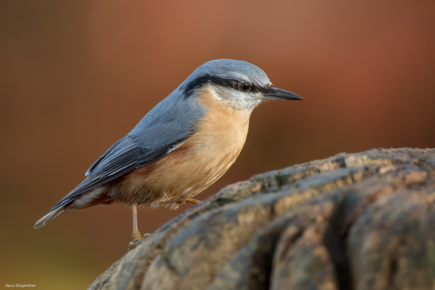 Kleiber Foto & Bild | tiere, wildlife, wild lebende vögel Bilder auf ...
