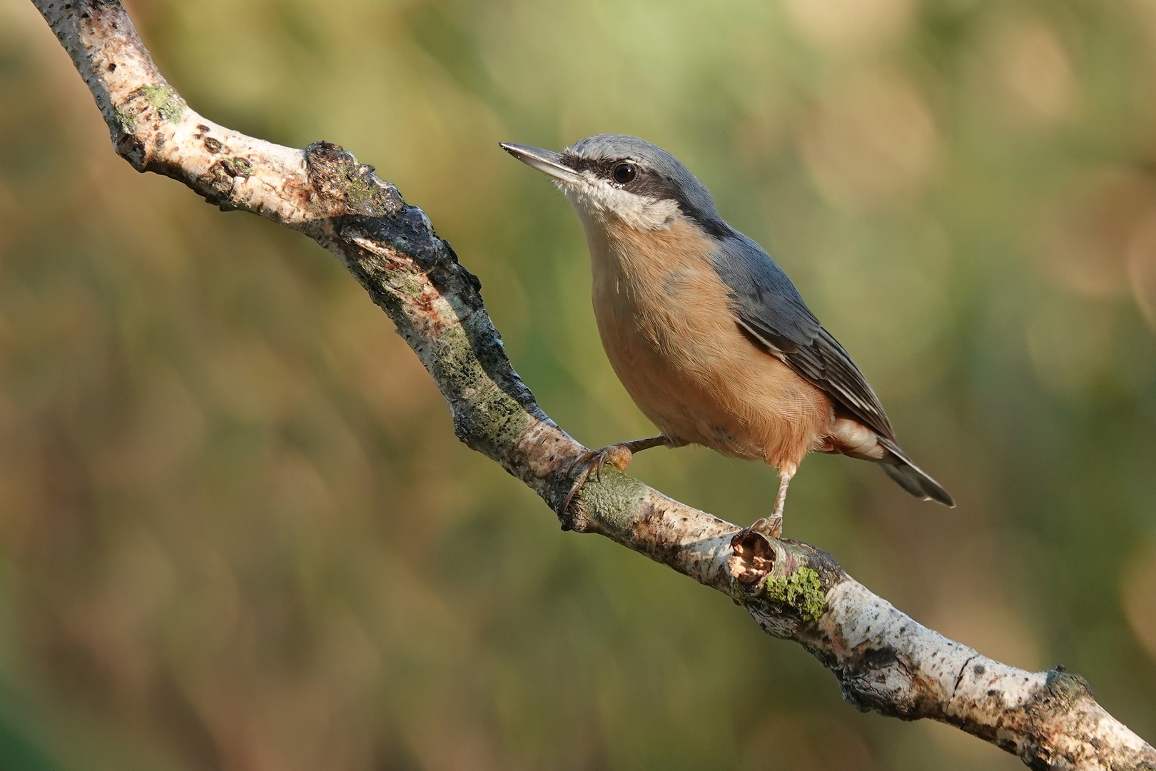 Kleiber Foto & Bild | tiere, wildlife, wild lebende vögel Bilder auf ...