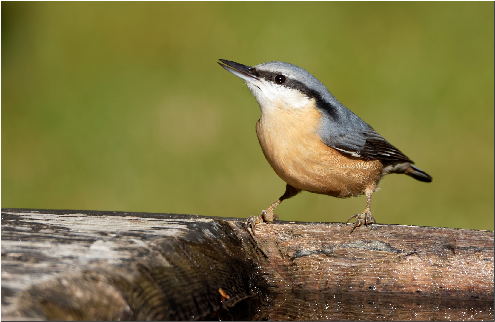 Kleiber Foto & Bild | tiere, wildlife, wild lebende vögel Bilder auf ...
