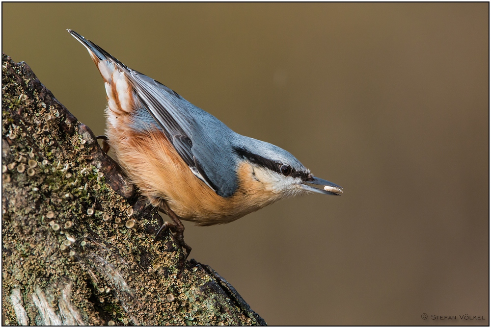 Kleiber Foto & Bild | tiere, wildlife, wild lebende vögel Bilder auf ...