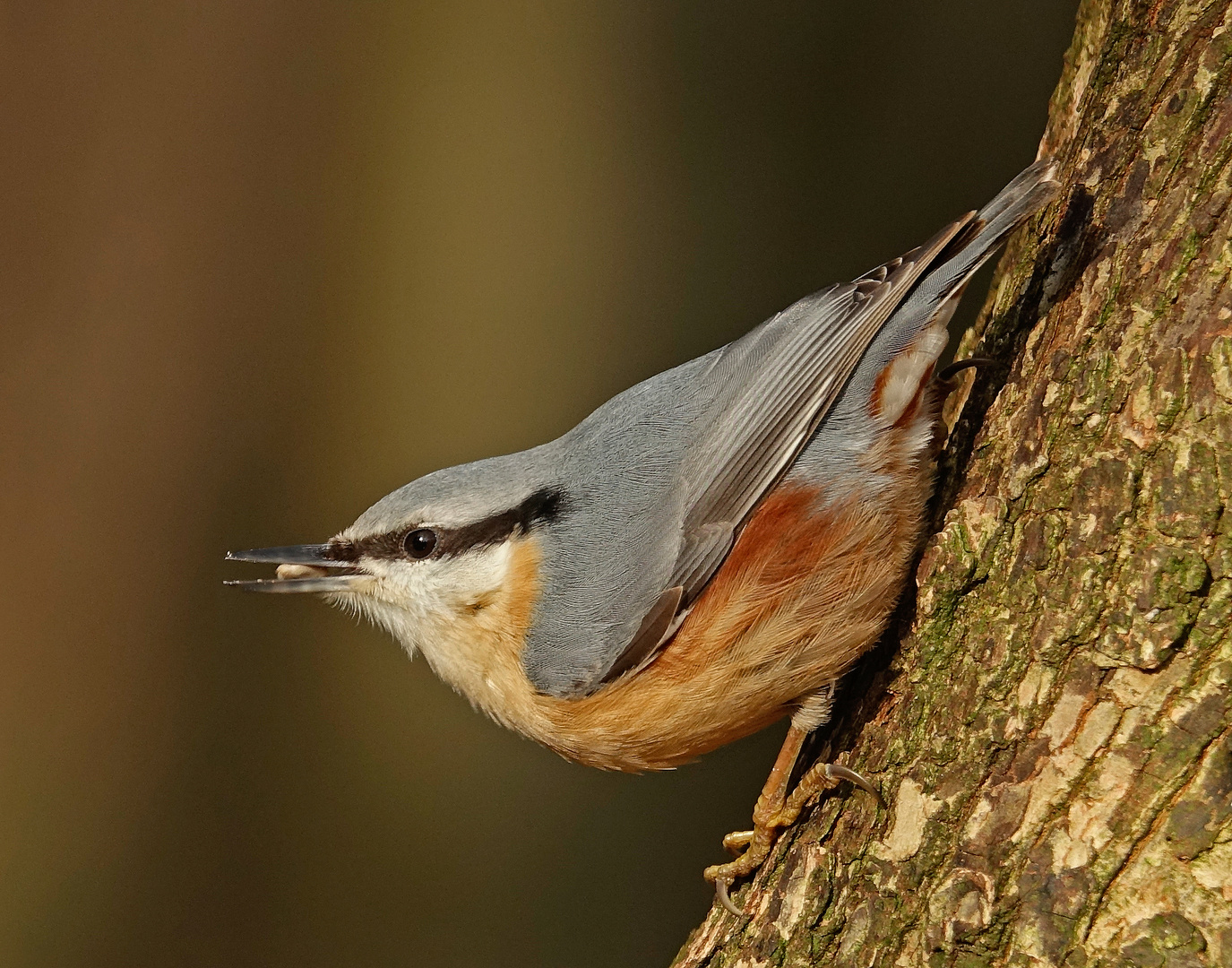 Kleiber Foto & Bild | tiere, wildlife, wild lebende vögel Bilder auf ...