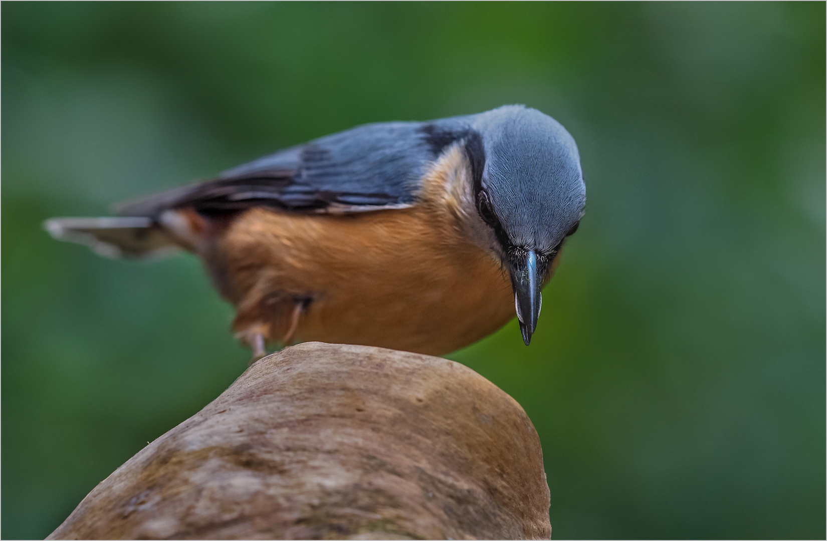 Kleiber Foto & Bild | natur, olympus, vögel Bilder auf fotocommunity