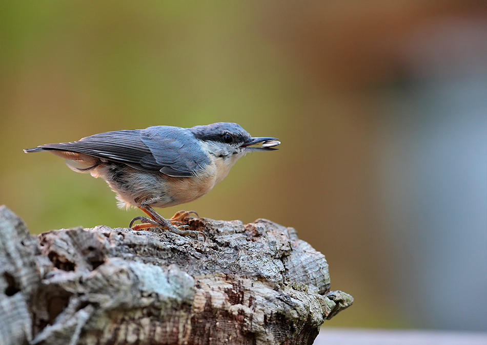 Kleiber Foto & Bild | tiere, wildlife, wild lebende vögel Bilder auf ...