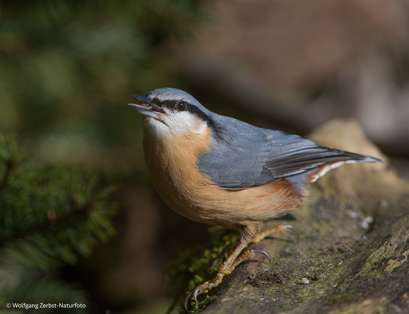 -- Kleiber -- Foto & Bild | fotos, natur, tiere Bilder auf fotocommunity