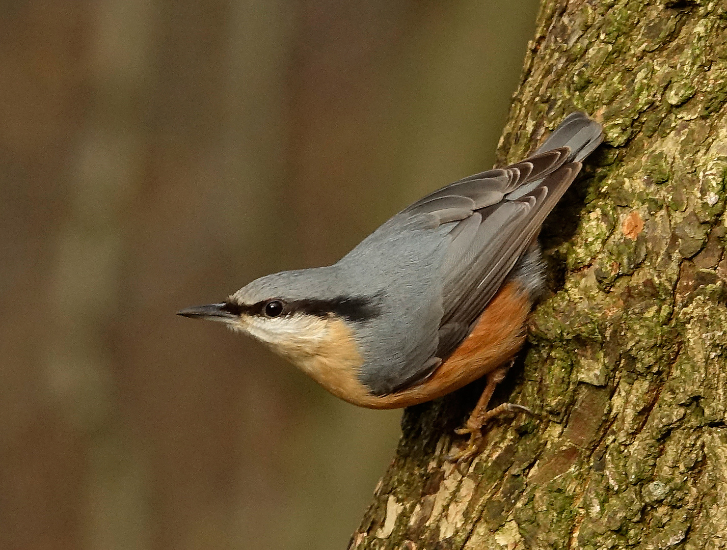 Kleiber Foto & Bild | tiere, wildlife, wild lebende vögel Bilder auf ...