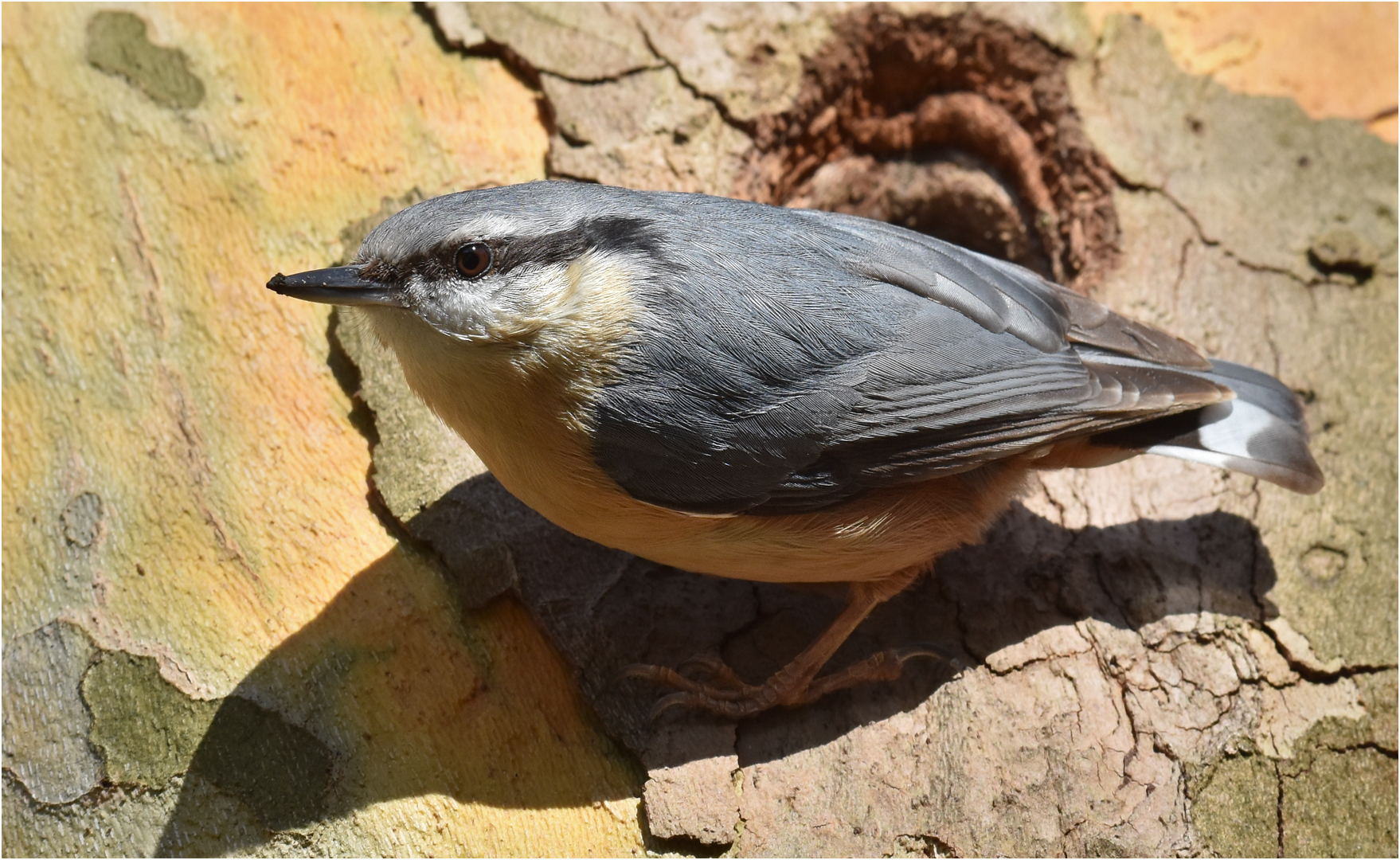 Kleiber Foto & Bild | tiere, wildlife, wild lebende vögel Bilder auf ...
