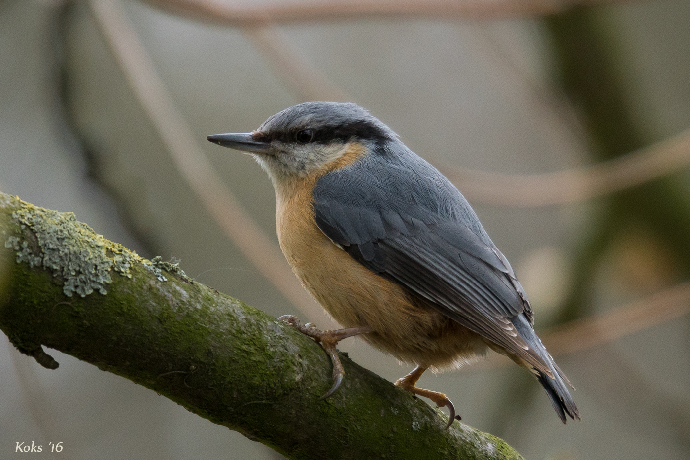 Kleiber Foto & Bild | natur, tiere, vögel Bilder auf fotocommunity