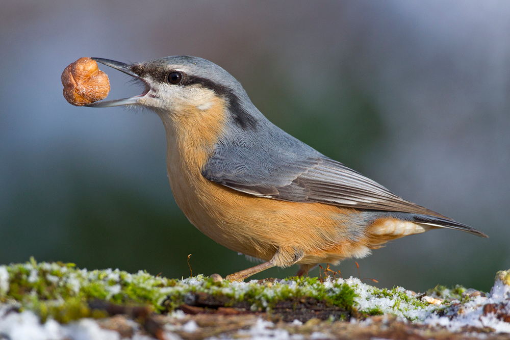 Kleiber Foto & Bild | tiere, wildlife, wild lebende vögel Bilder auf ...