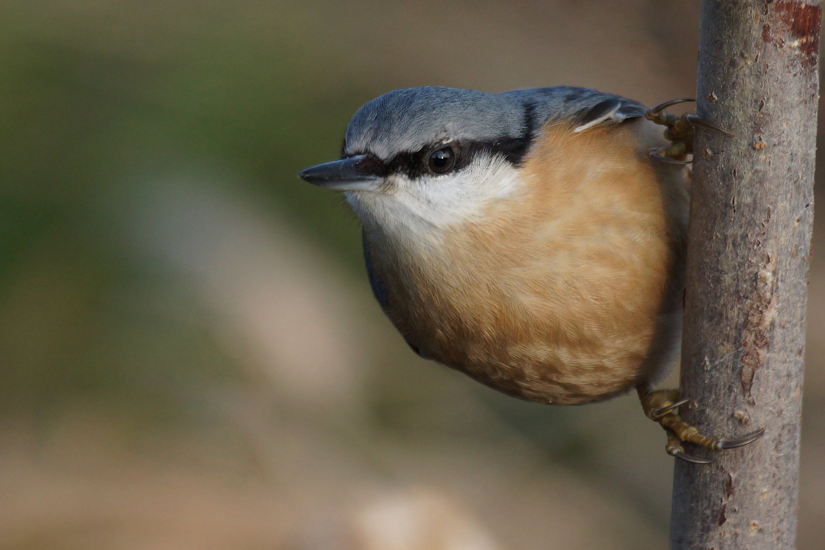Kleiber Foto & Bild | tiere, wildlife, wild lebende vögel Bilder auf ...