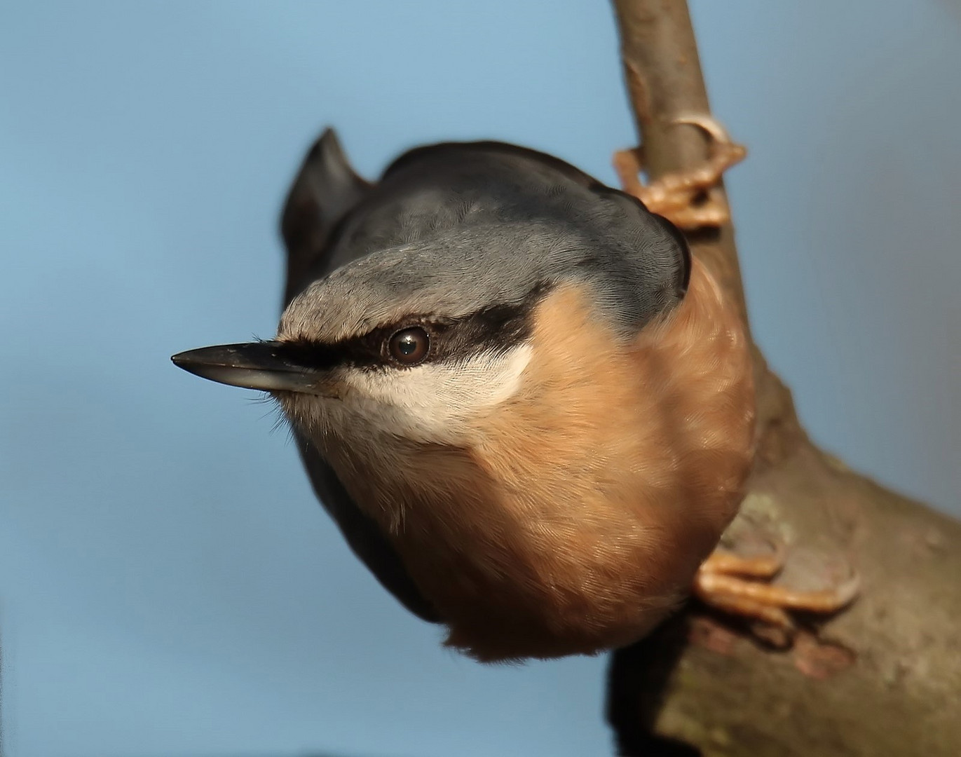 Kleiber Foto & Bild | tiere, wildlife, wild lebende vögel Bilder auf ...