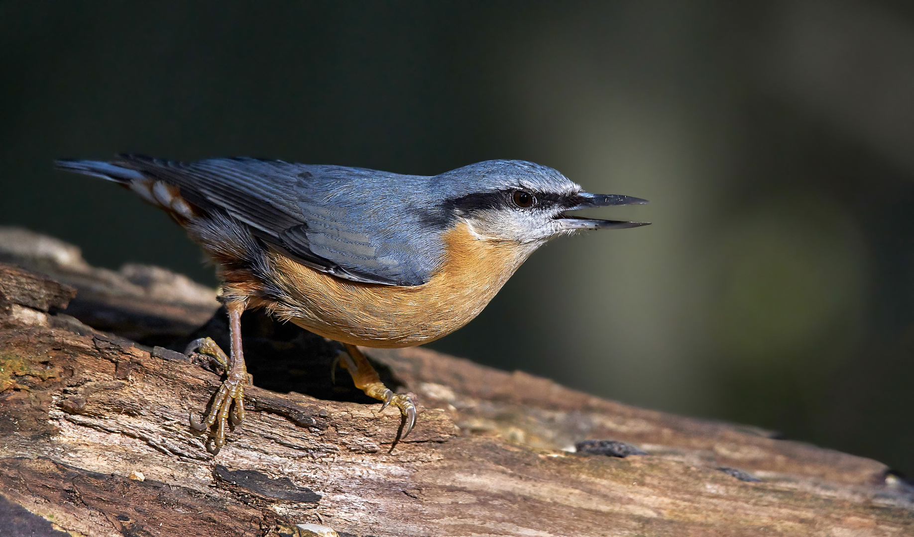 Kleiber Foto & Bild | tiere, wildlife, wild lebende vögel Bilder auf ...