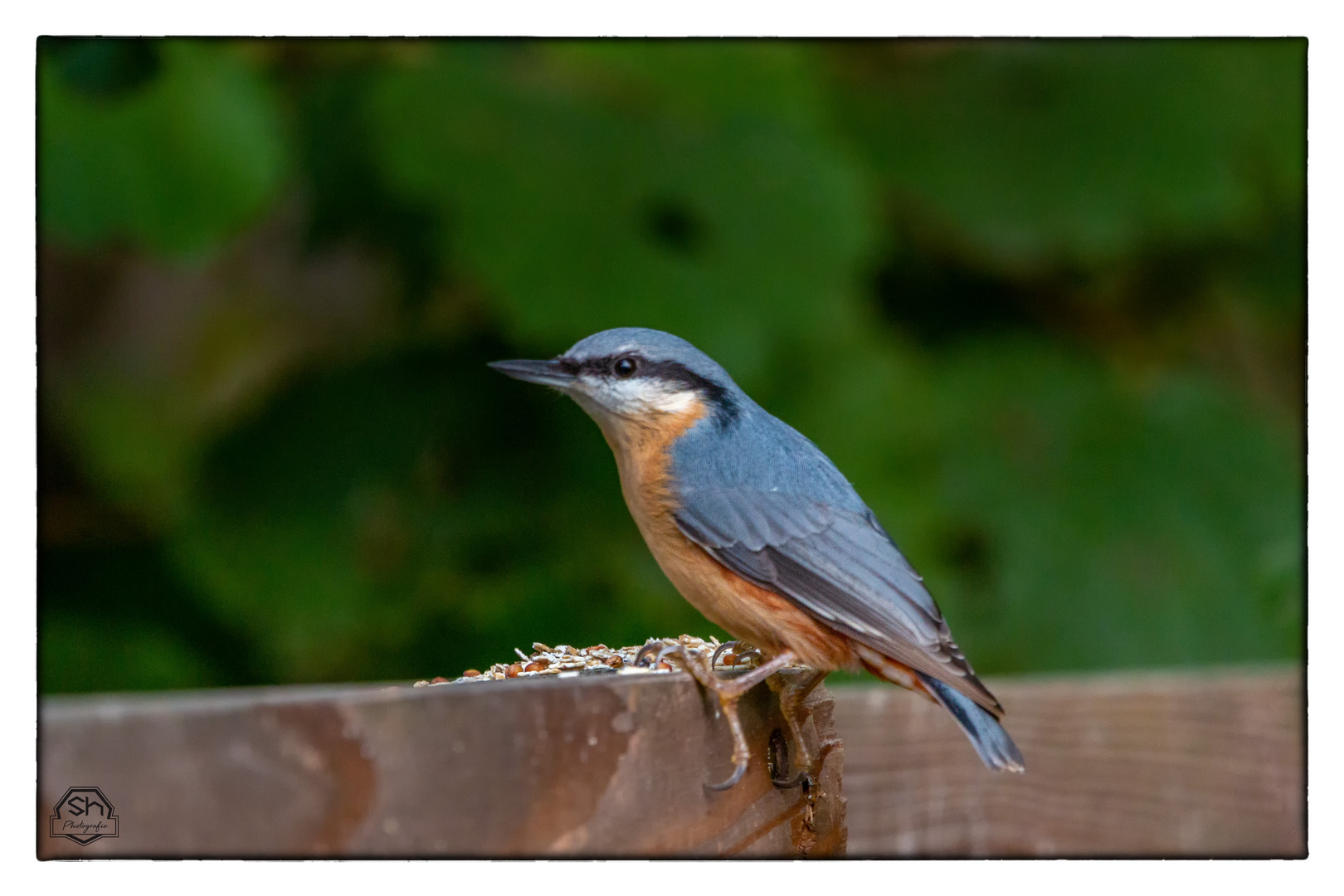 Kleiber Foto & Bild | natur, tiere, vögel Bilder auf fotocommunity