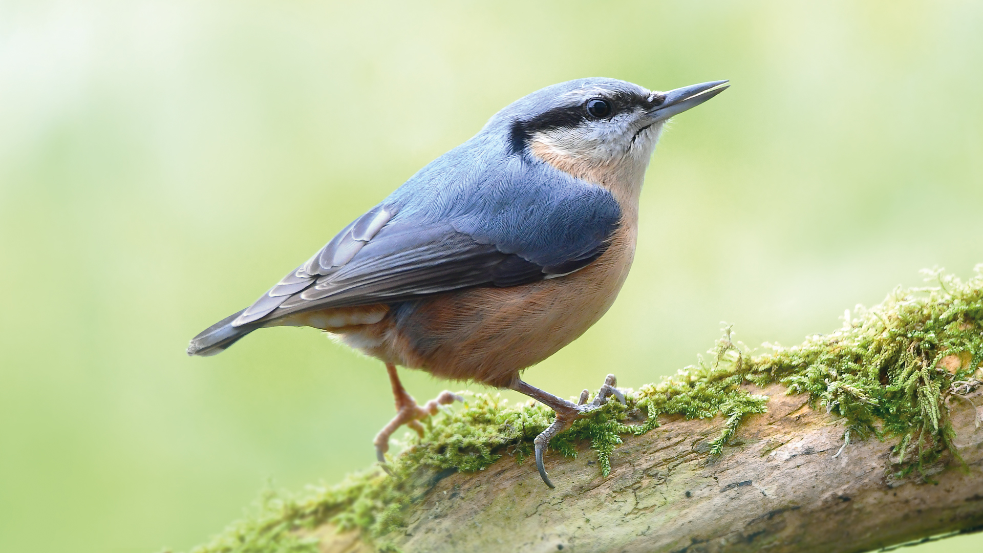 kleiber Foto & Bild | tiere, wildlife, wild lebende vögel Bilder auf ...