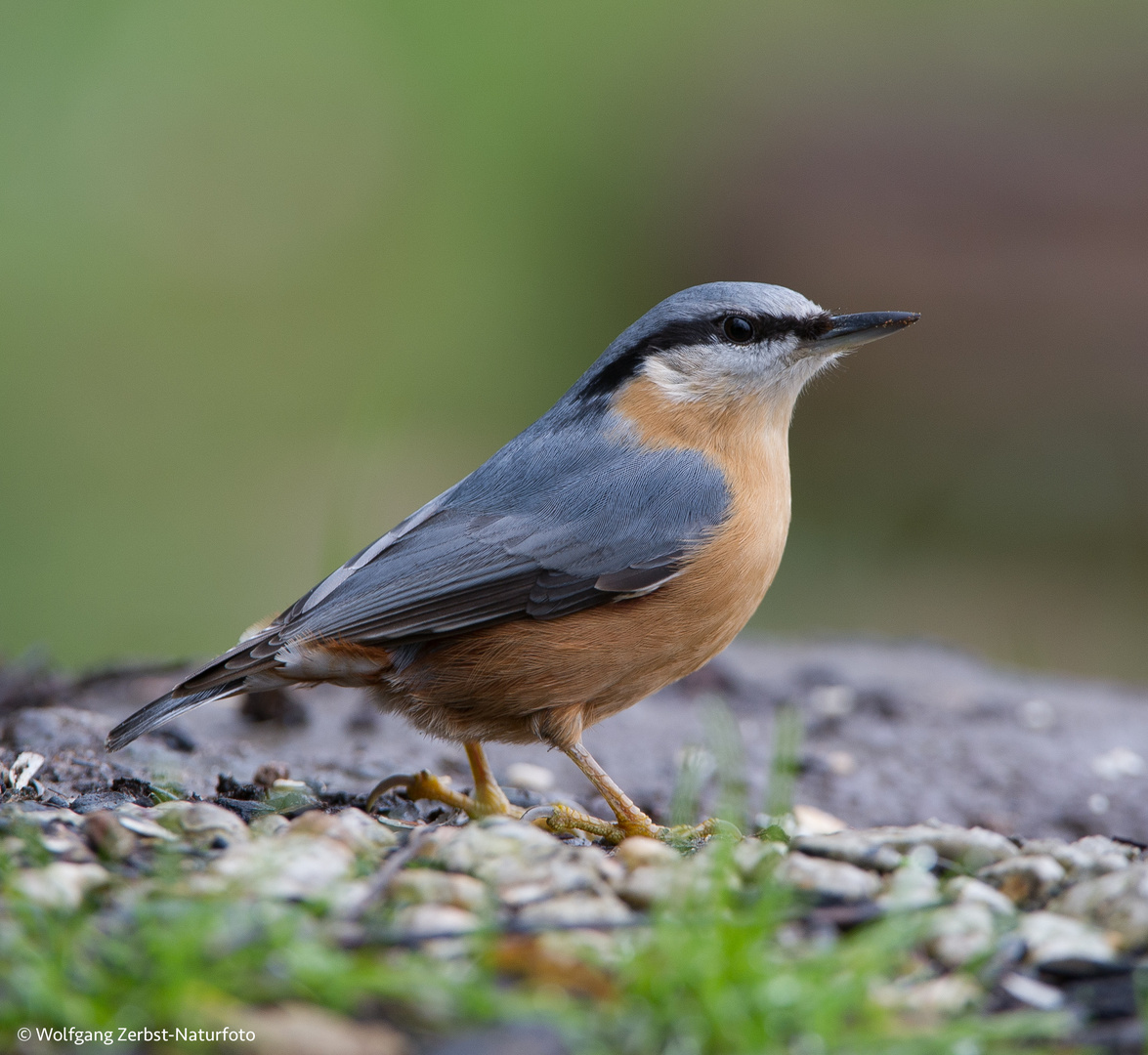 Kleiber --- Foto & Bild | fotos, winter, frühling Bilder auf fotocommunity