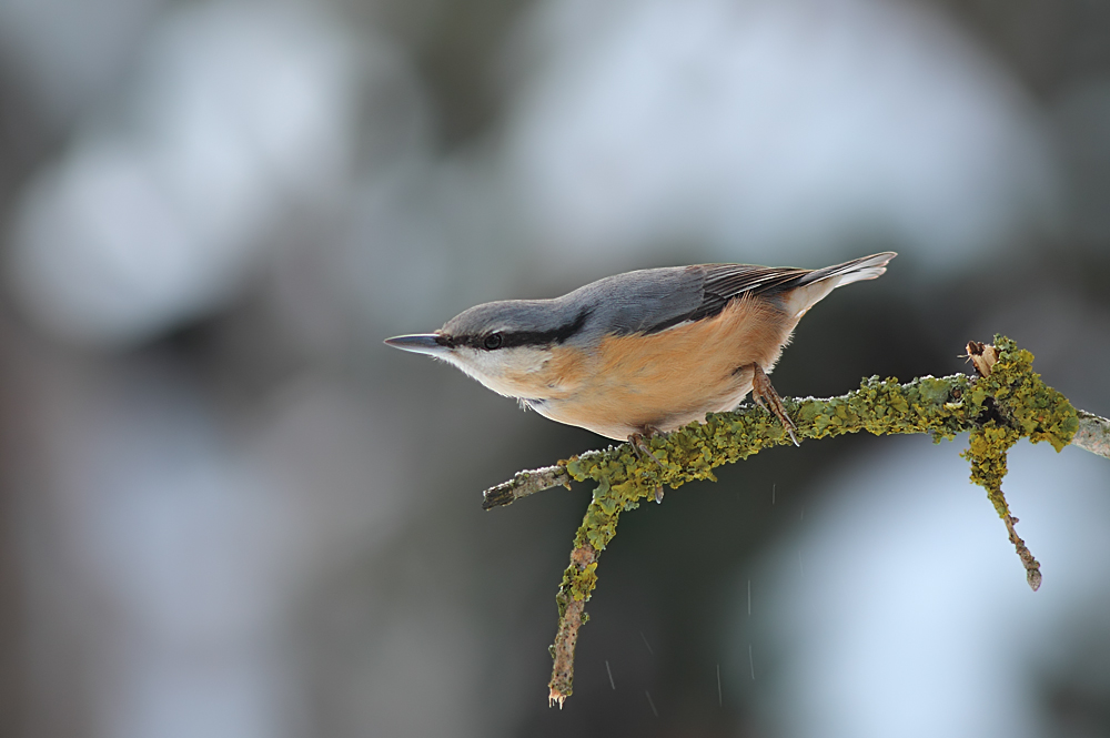 Kleiber Foto & Bild | tiere, wildlife, wild lebende vögel Bilder auf ...