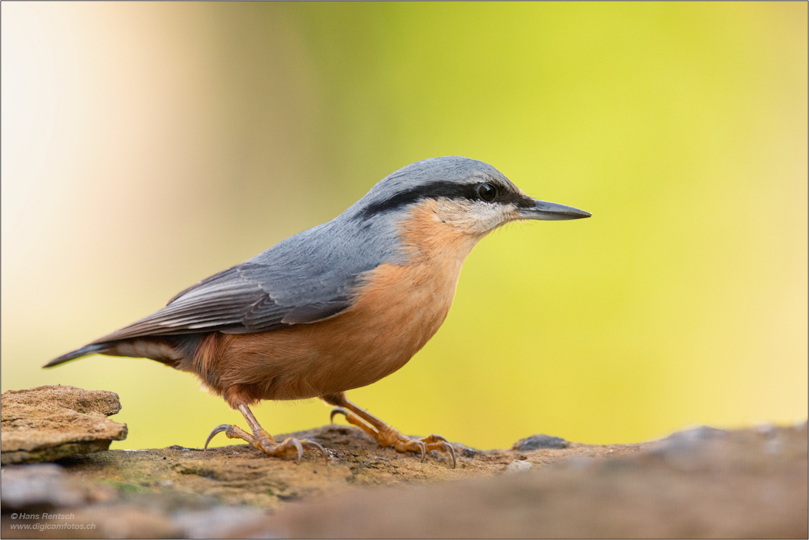 Kleiber Foto & Bild | tiere, wildlife, wild lebende vögel Bilder auf ...