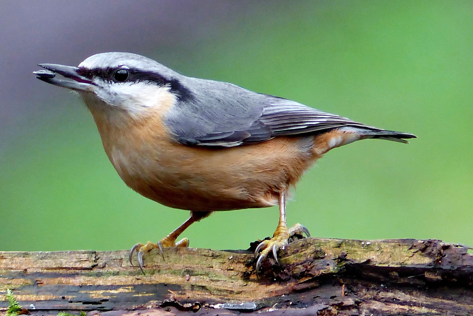 Kleiber. Foto & Bild | tiere, wildlife, wild lebende vögel Bilder auf ...