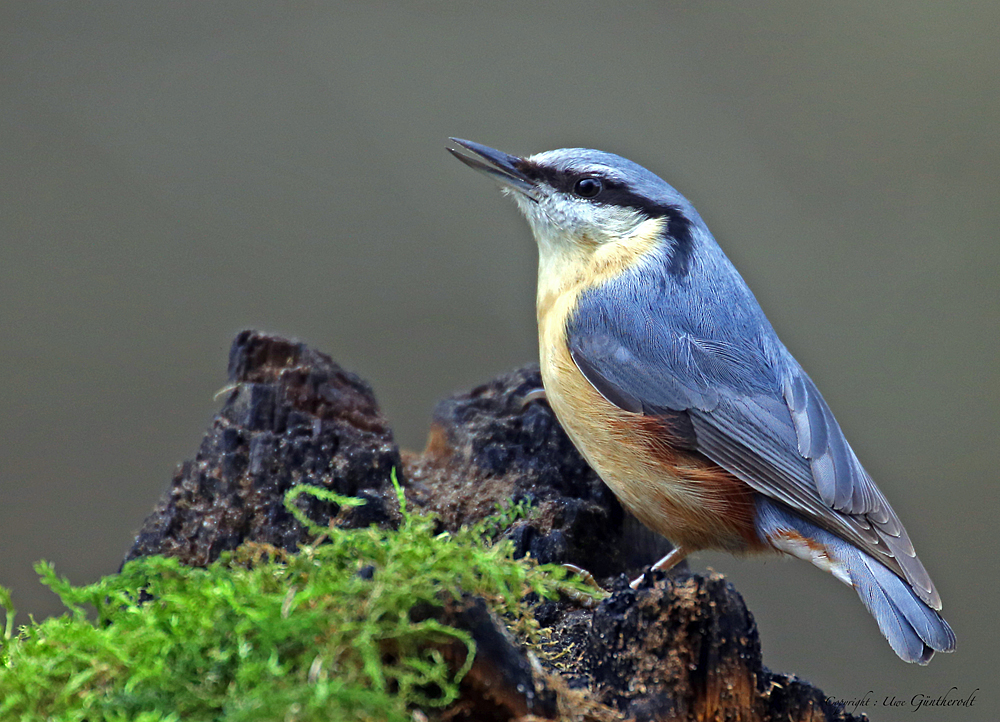 Kleiber Foto & Bild | tiere, wildlife, wild lebende vögel Bilder auf ...