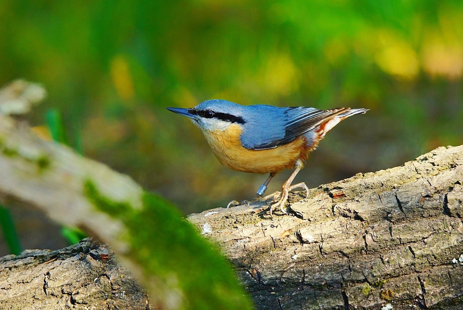 Kleiber Foto & Bild | tiere, wildlife, wild lebende vögel Bilder auf ...