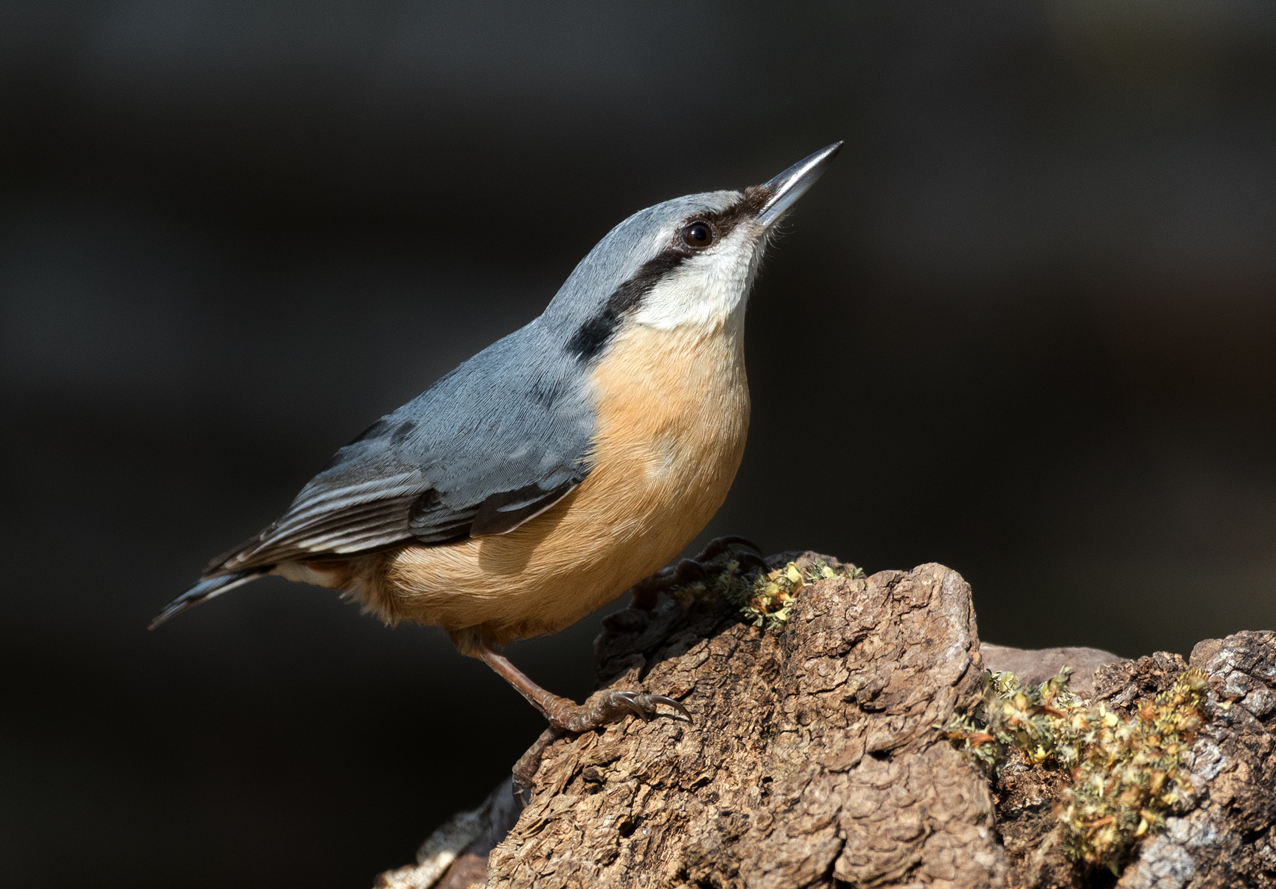 Kleiber Foto & Bild | tiere, wildlife, wild lebende vögel Bilder auf ...