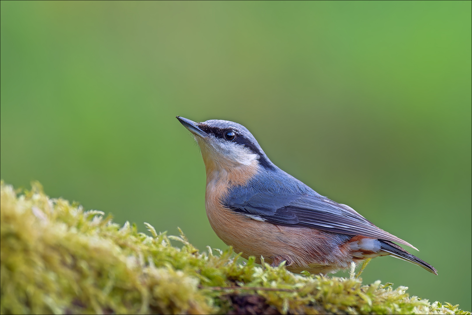 Kleiber Foto & Bild | tiere, wildlife, wild lebende vögel Bilder auf ...