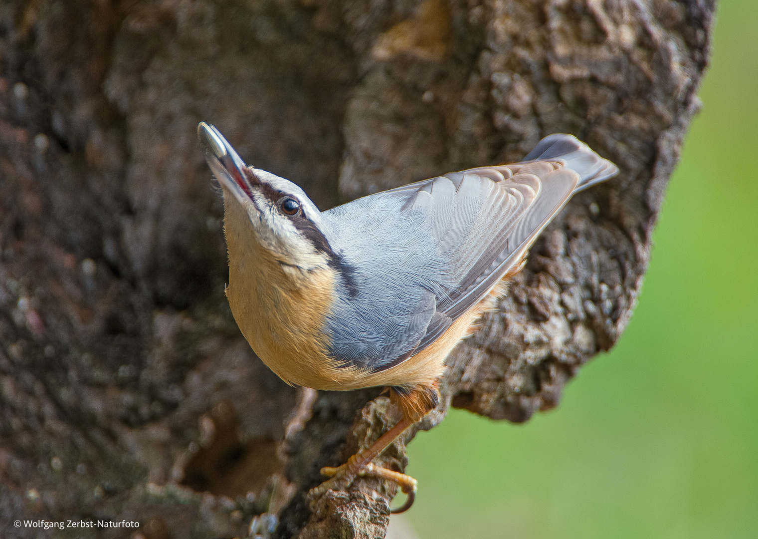 - Kleiber - Foto & Bild | fotos, natur, tiere Bilder auf fotocommunity