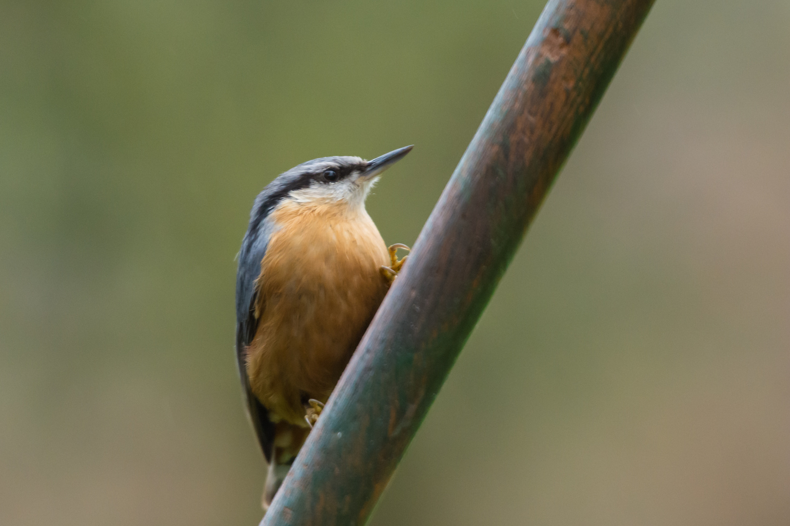 Kleiber Foto & Bild | tiere, wildlife, wild lebende vögel Bilder auf ...