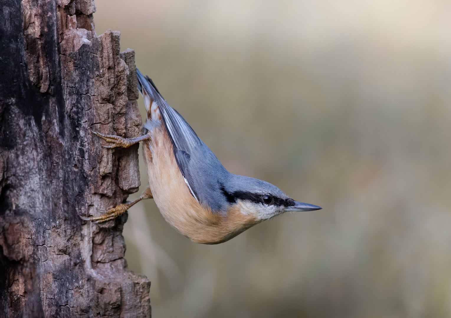 Kleiber Foto & Bild | tiere, wildlife, wild lebende vögel Bilder auf ...
