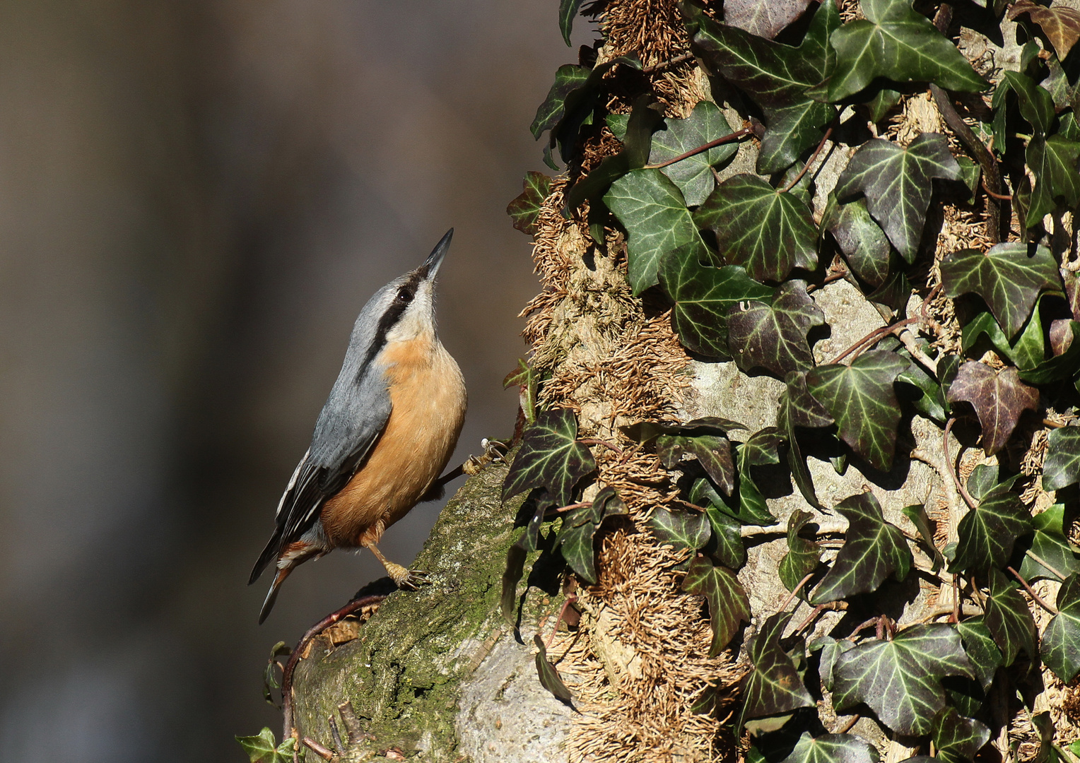Kleiber Foto & Bild | tiere, wildlife, wild lebende vögel Bilder auf ...