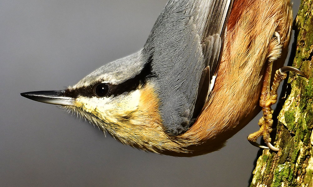 Kleiber Portrait Foto & Bild | tiere, wildlife, wild lebende vögel ...
