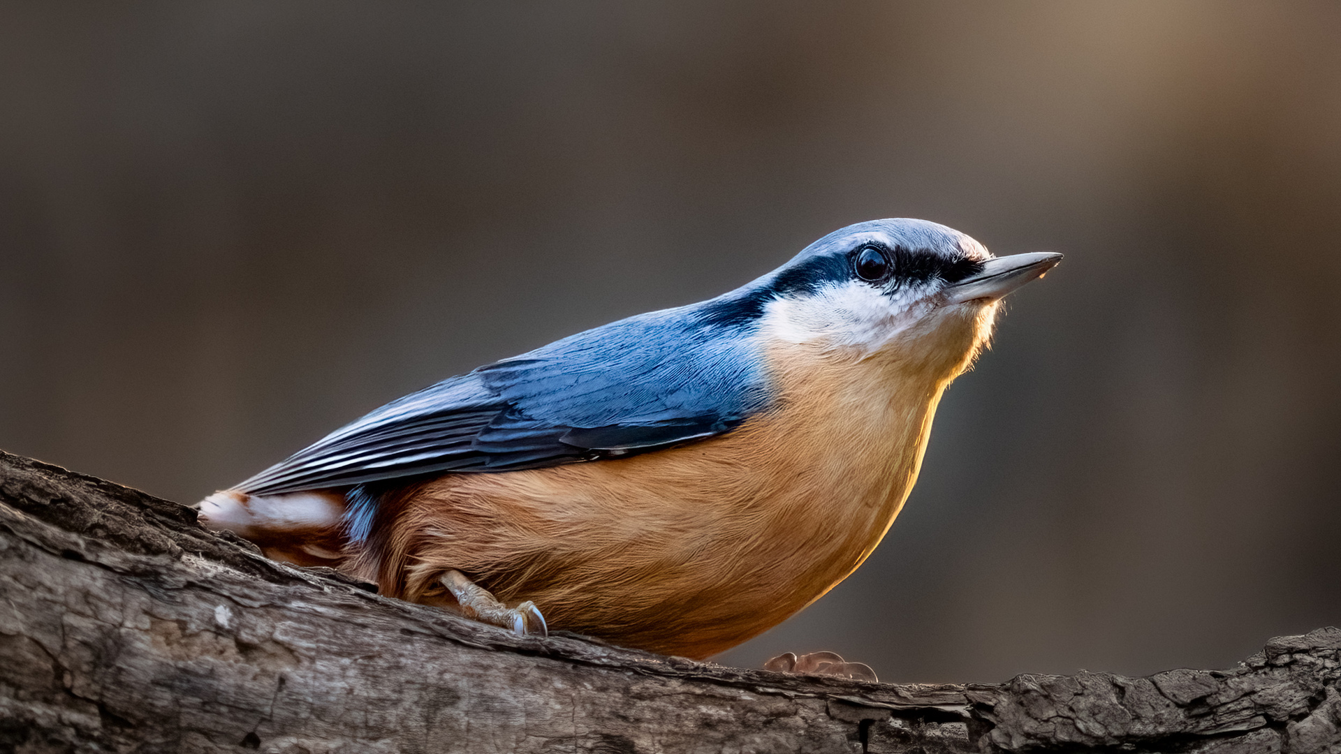 Kleiber - Portrait Foto & Bild | tiere, wildlife, wild lebende vögel ...
