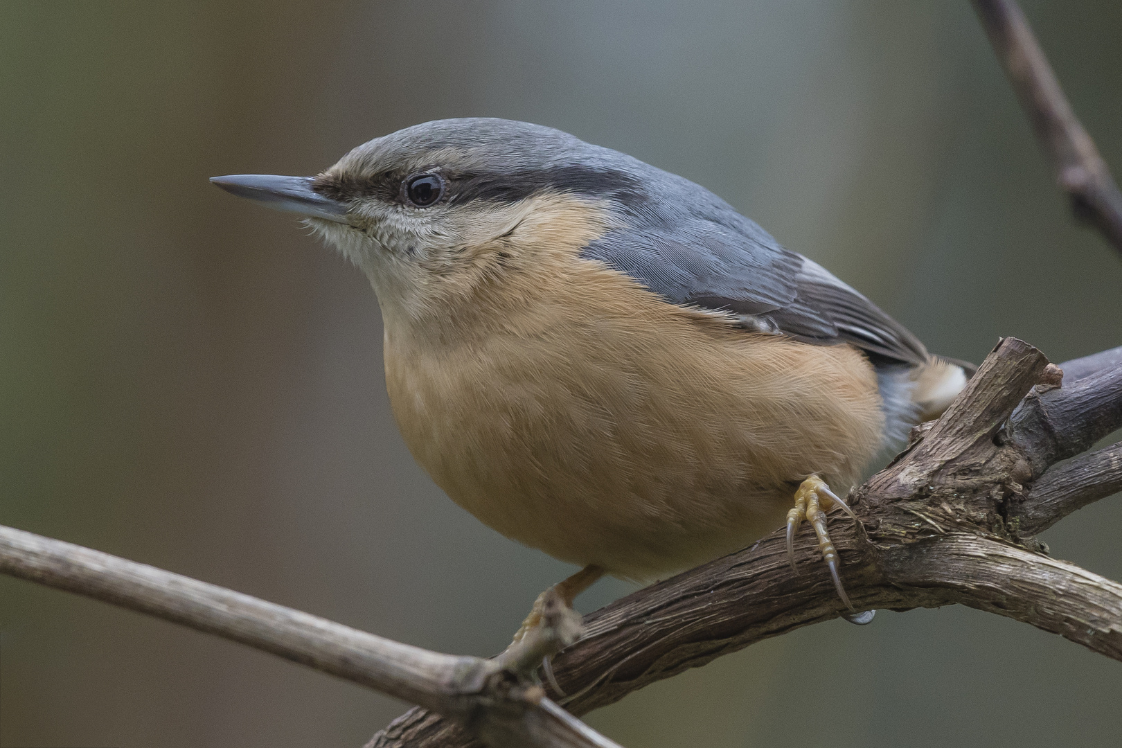 Kleiber_11.01.2010_b Foto & Bild | outdoor, natur, tiere Bilder auf ...