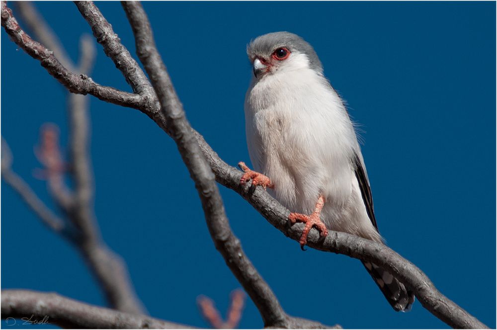 Klein Foto & Bild | tiere, wildlife, wild lebende vögel Bilder auf ...
