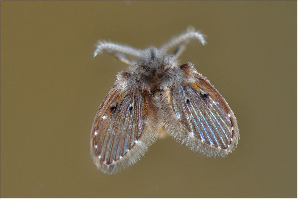 Klein aber fein . . . Foto & Bild | tiere, wildlife, insekten Bilder ...