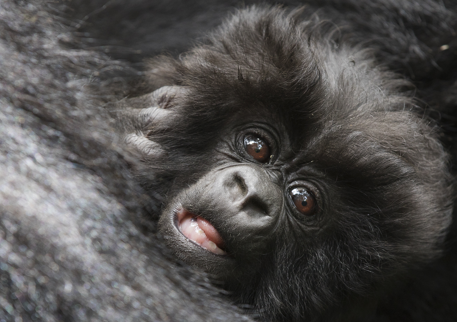 klein aber OHOOOO Foto & Bild | africa, eastern africa, rwanda Bilder ...